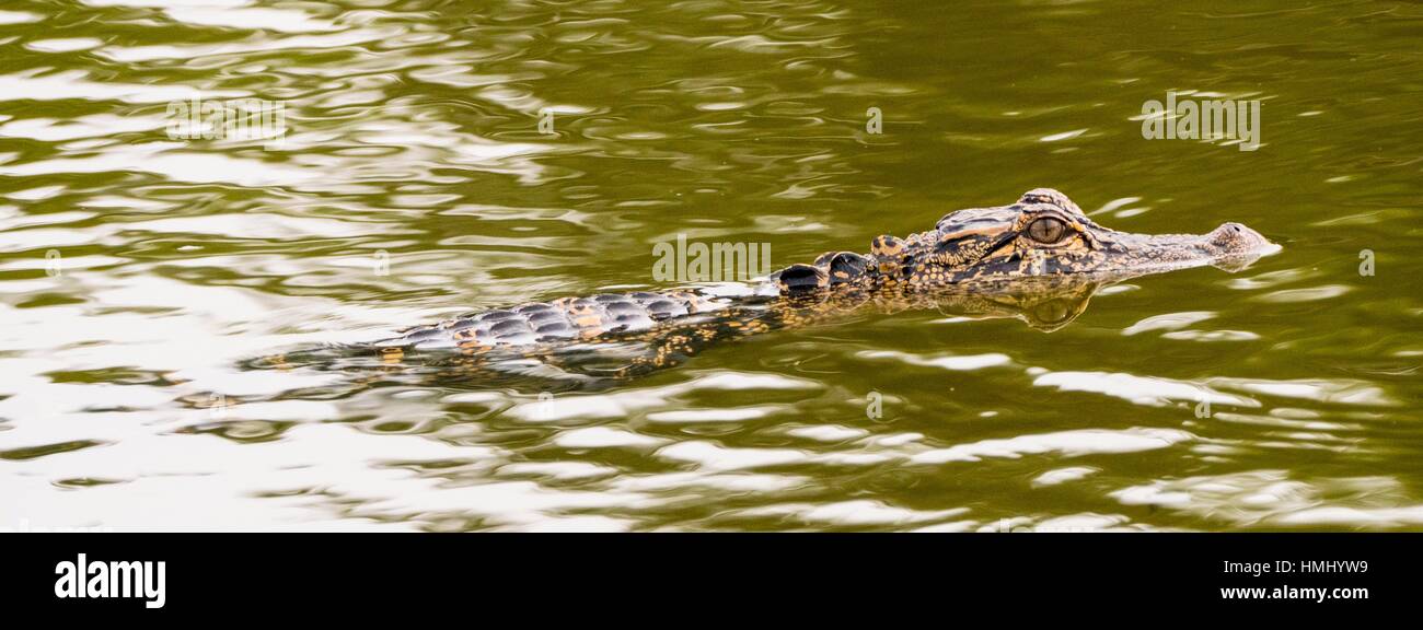 Harris neck national wildlife refuge hi-res stock photography and ...