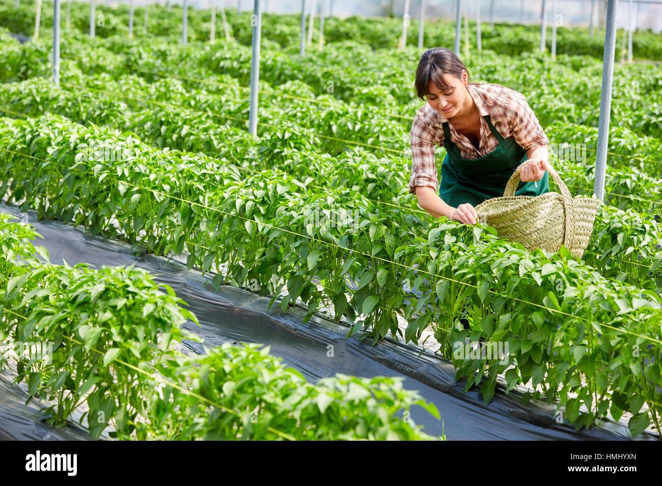 Green chillies farming greenhouse agricultural hi-res stock photography ...