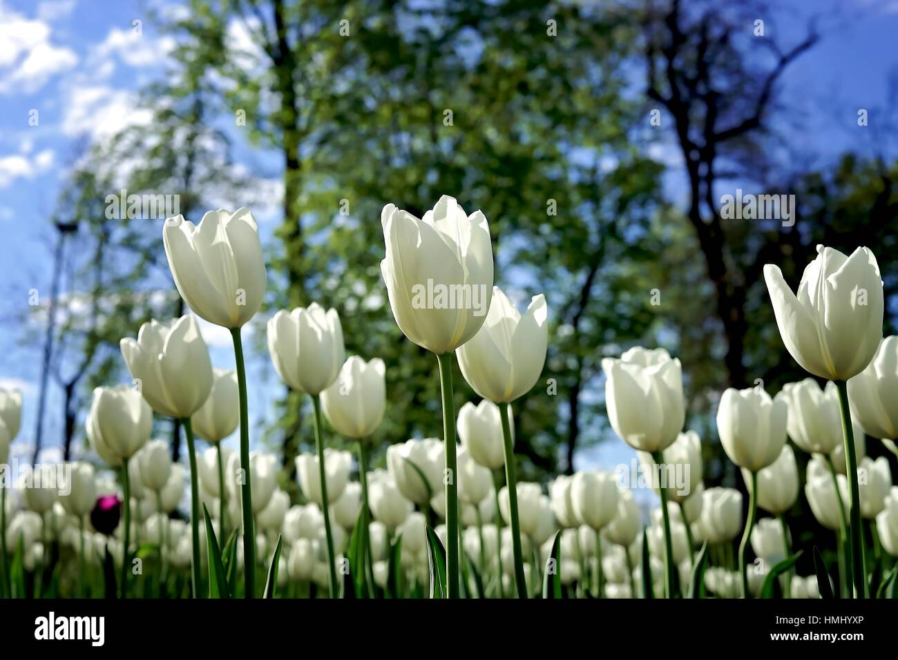 Prague tulip hi-res stock photography and images - Alamy