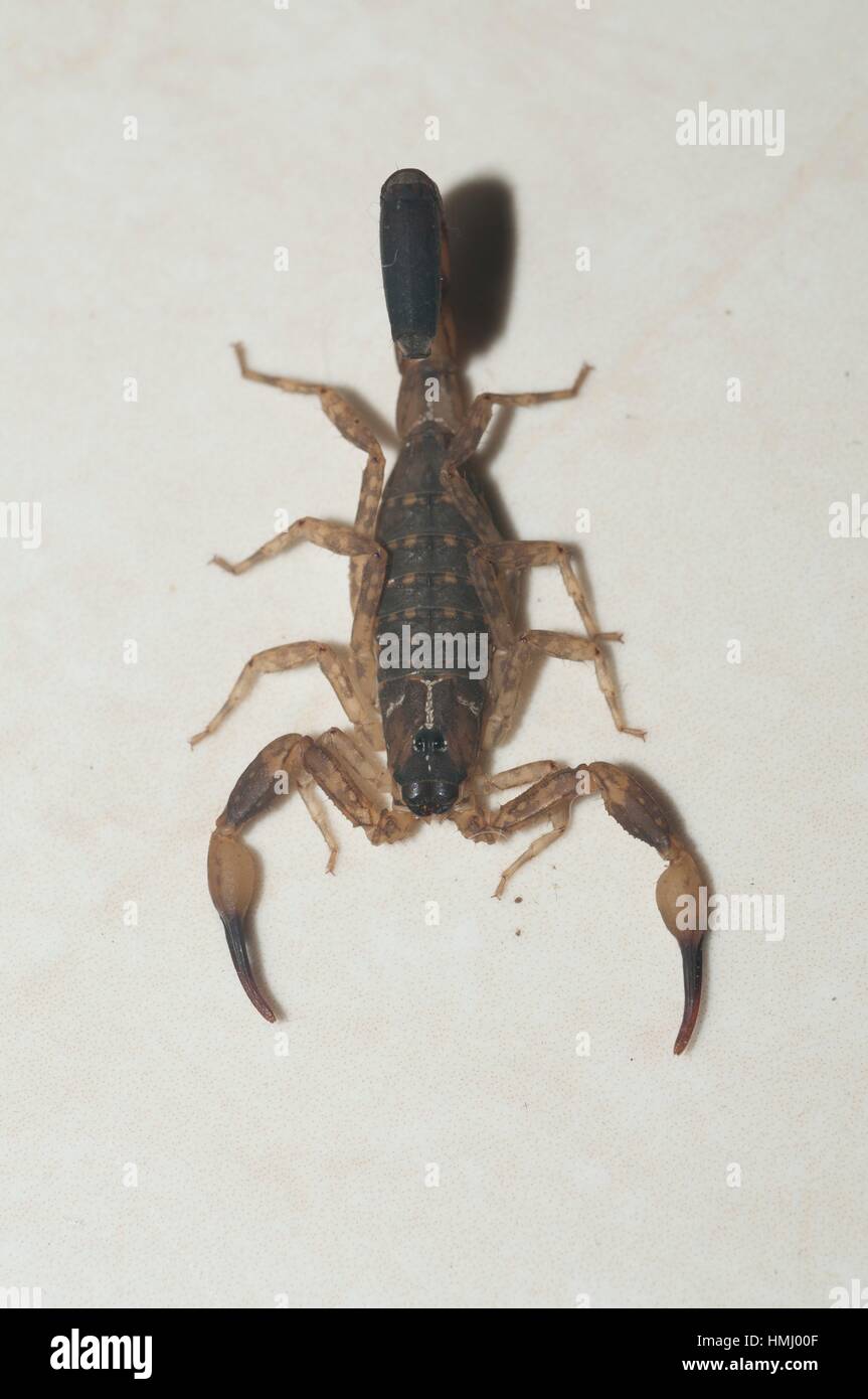 Lychas scorpion hi-res stock photography and images - Alamy