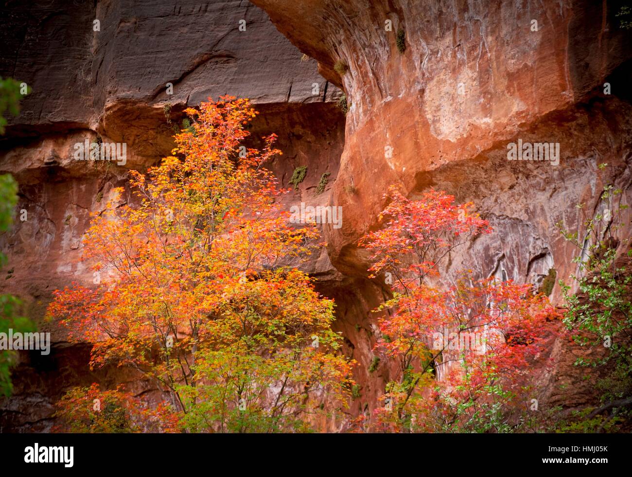 Fall colors have arrived at Zion Canyon at Zion National Park, Utah ...