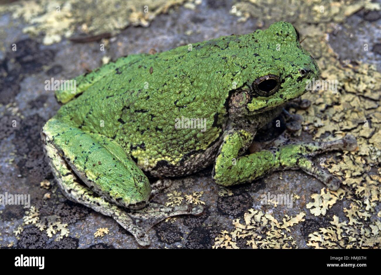 Eastern gray tree frog hi-res stock photography and images - Alamy