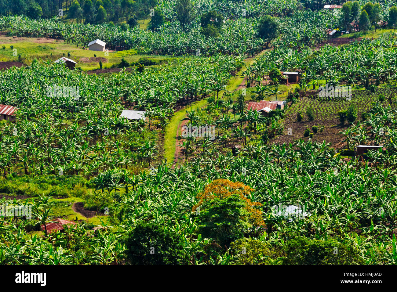 Banana plantation and village houses, southwest Uganda Stock Photo - Alamy