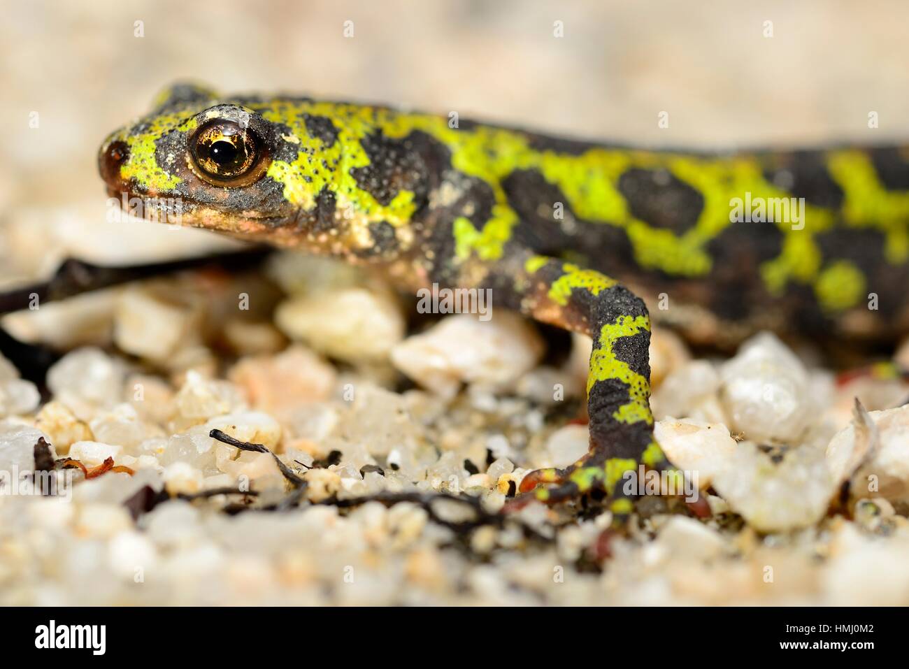 Triton triton marmoratus hi-res stock photography and images - Alamy