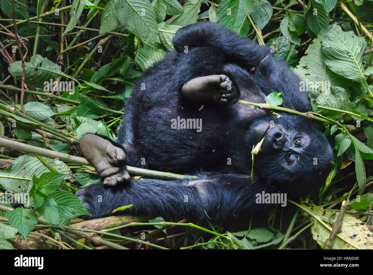 3-year-old Gorilla baby in the forest, Bwindi Impenetrable National ...