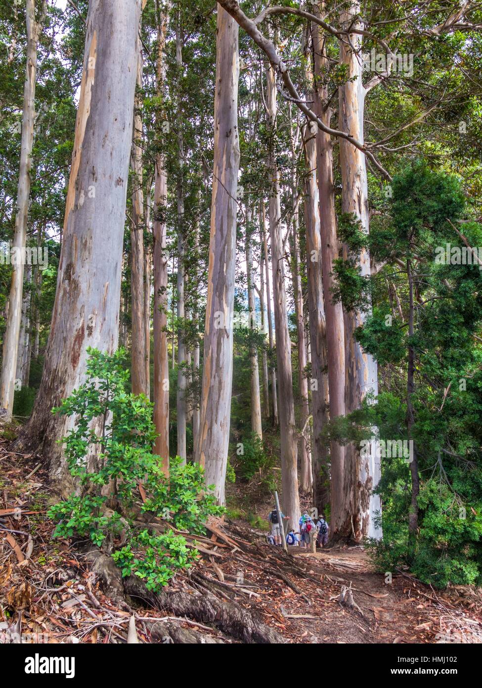 Cecelia hi-res stock photography and images - Alamy