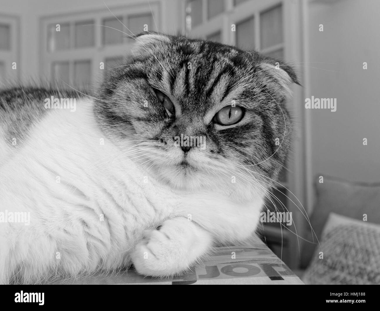 Scottish Fold, Cat Stock Photo - Alamy