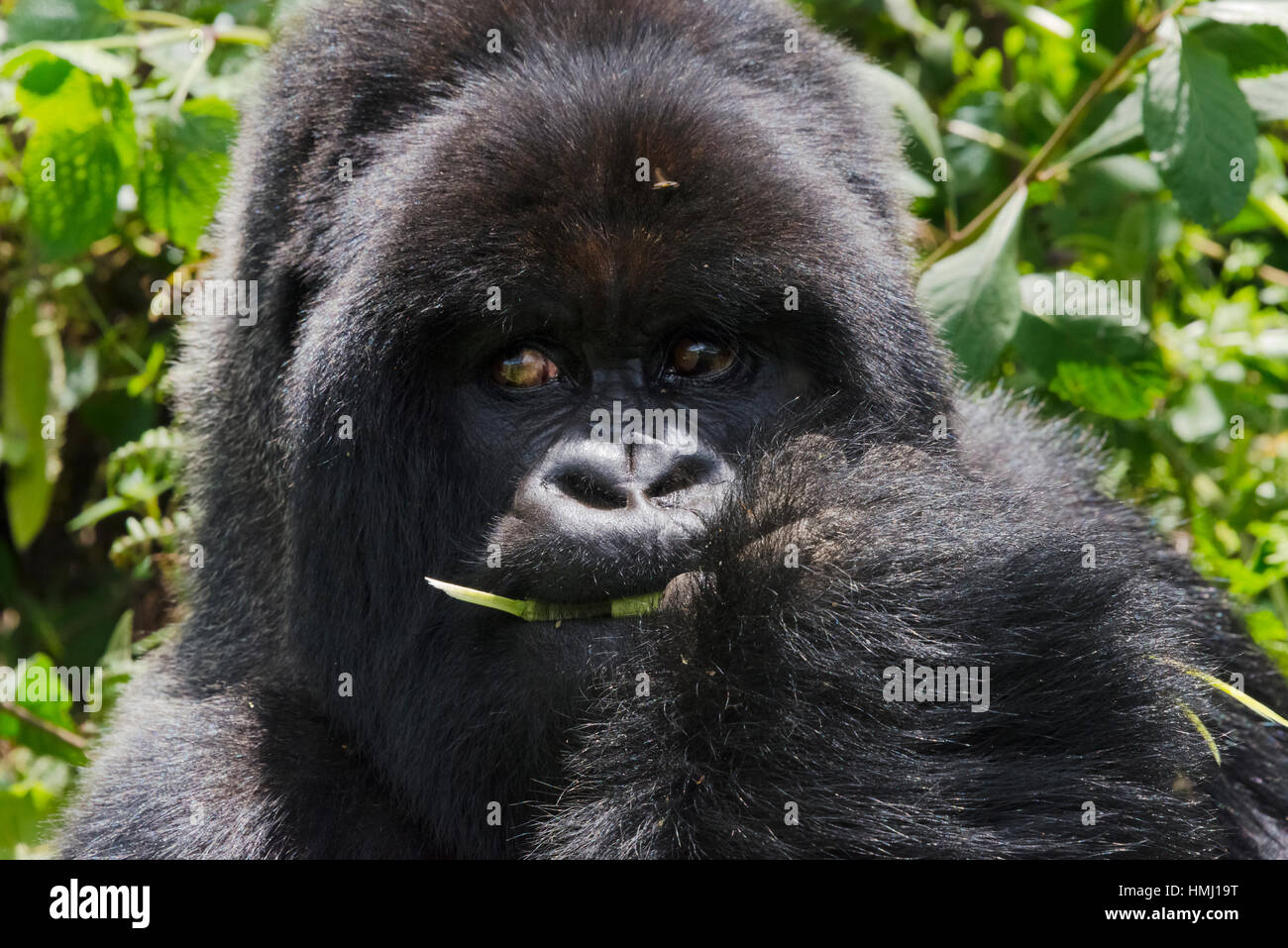 Silverback gorilla in the forest, Parc National des Volcans, Rwanda ...