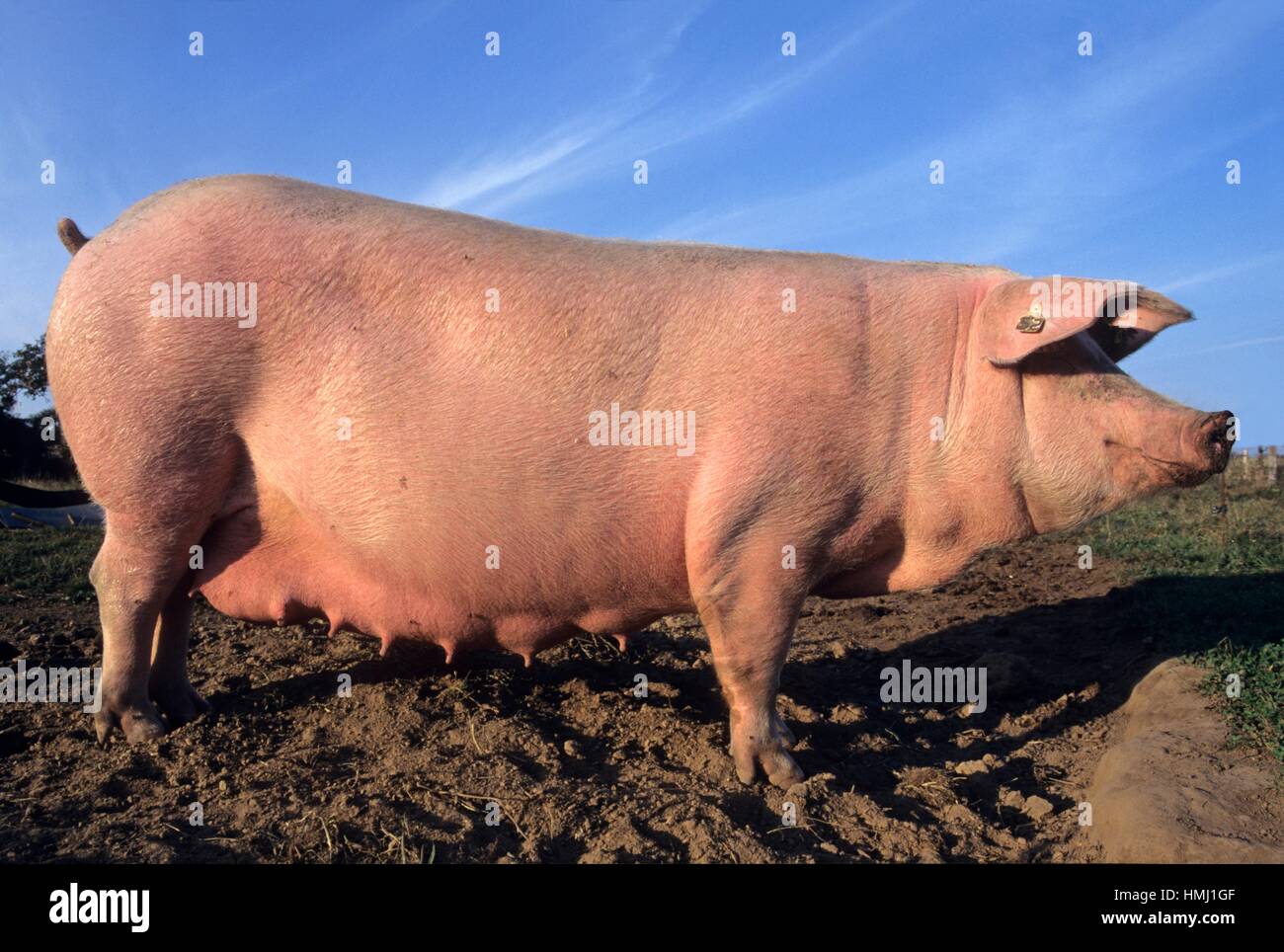 Sus scrofa domesticus hi-res stock photography and images - Alamy