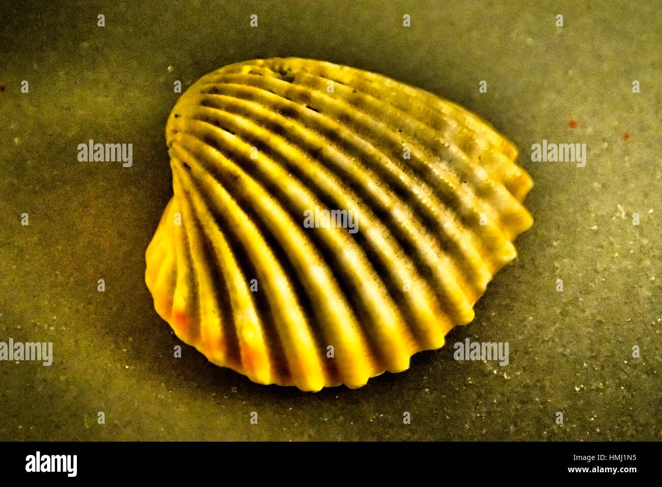 Only a shell hi-res stock photography and images - Alamy