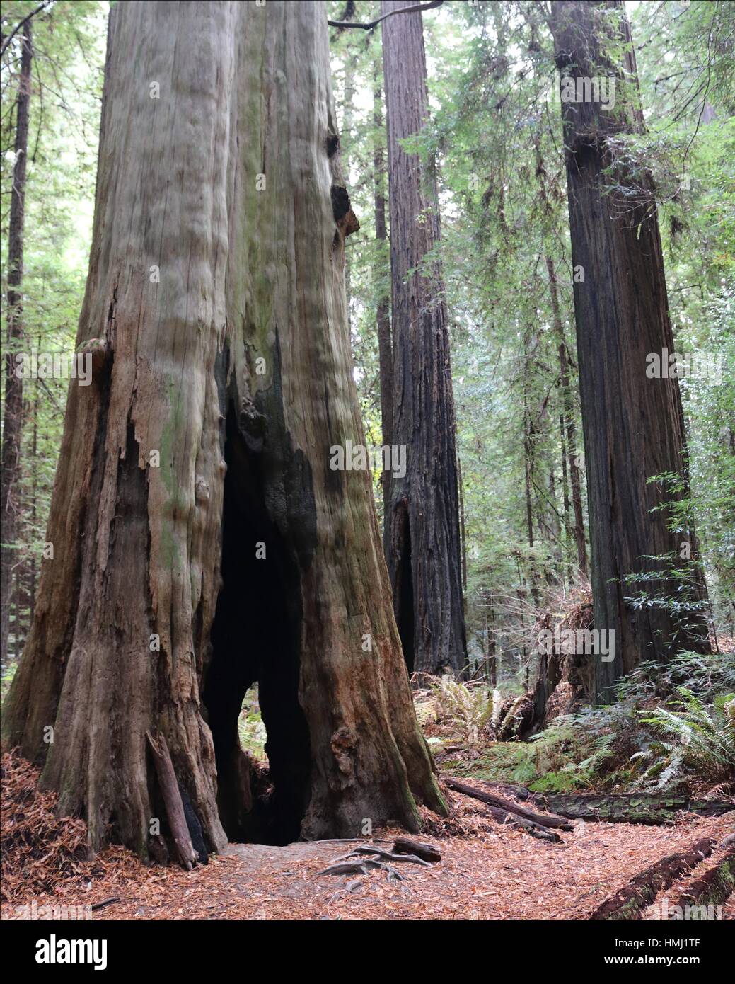 Still bearing scars hi-res stock photography and images - Alamy