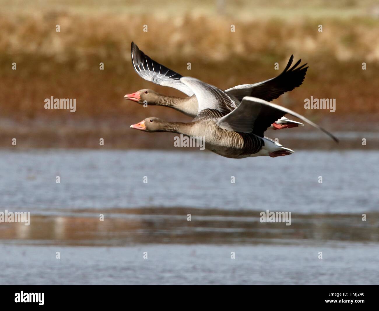 Jarna sweden hi-res stock photography and images - Alamy
