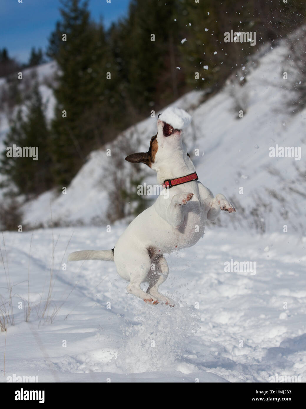 Old jack a dog hi-res stock photography and images - Alamy