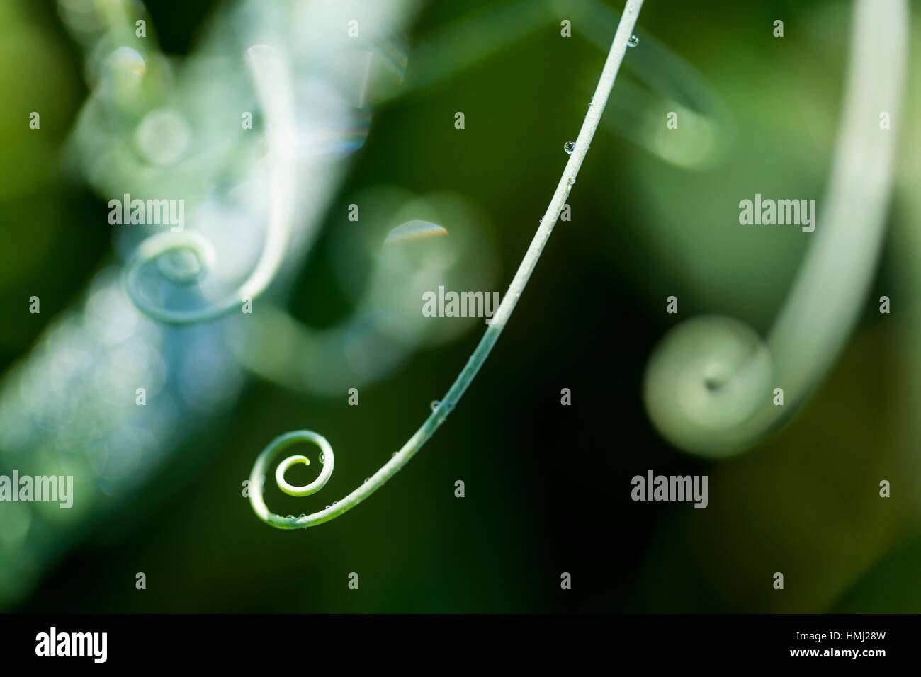 Fabaceae leguminosae detail hi-res stock photography and images - Alamy