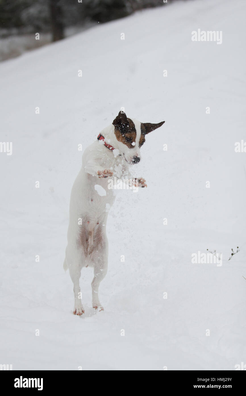 Jack russell terrier jumping air hi-res stock photography and images ...