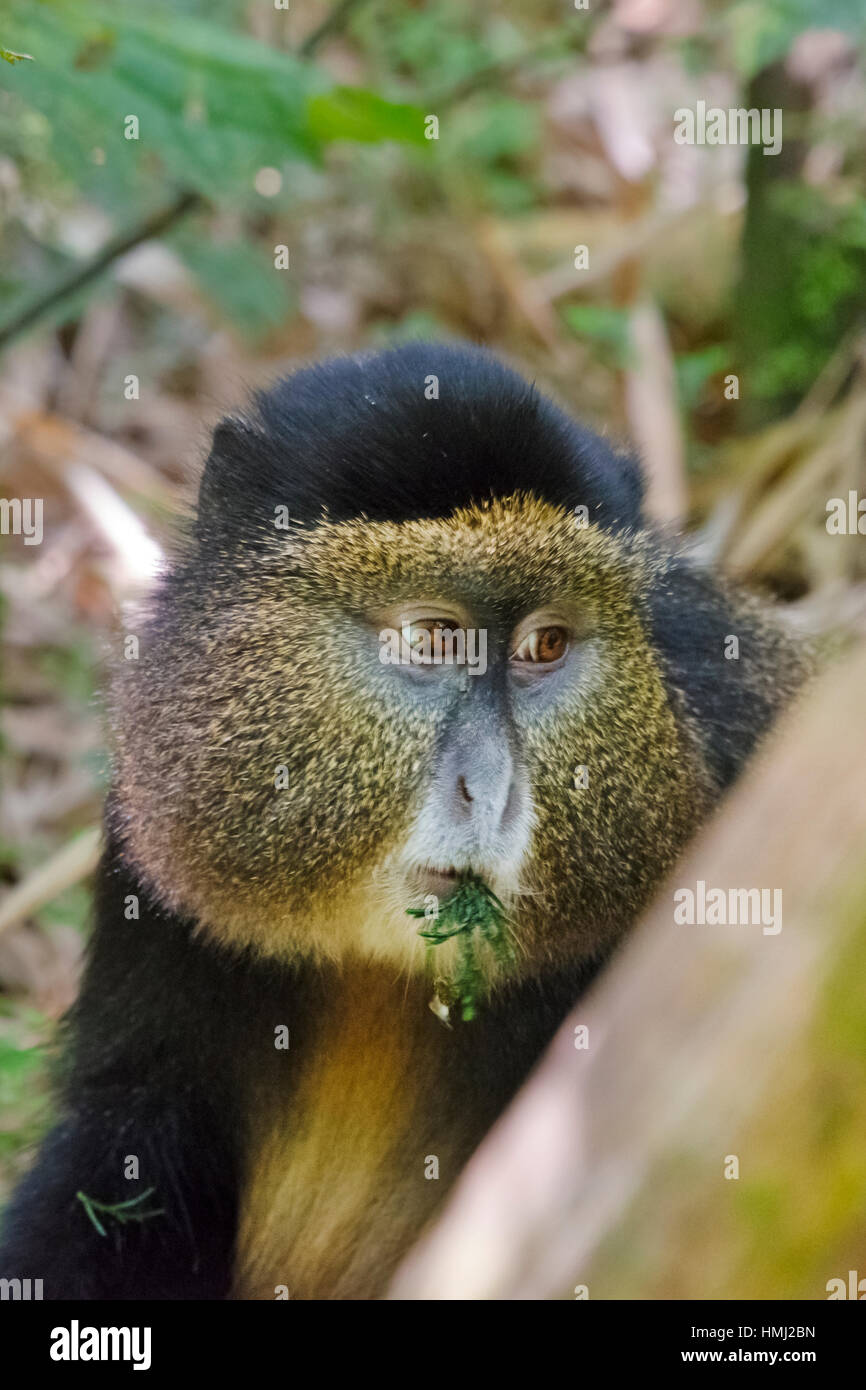 Golden Monkey (Cercopithecus Mitis Kandti) in the bamboo forest, Parc ...