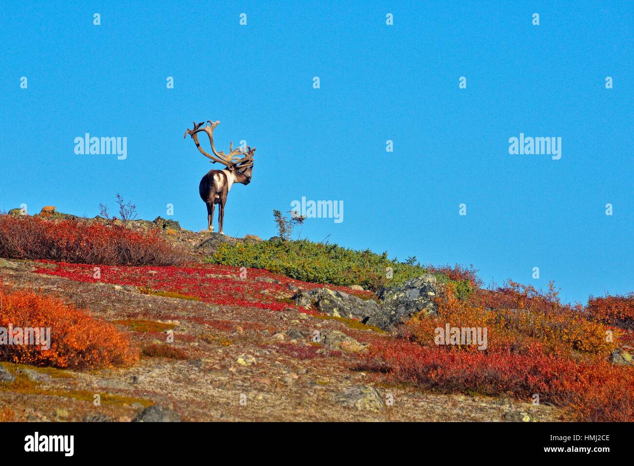 Caribou rack hi-res stock photography and images - Alamy