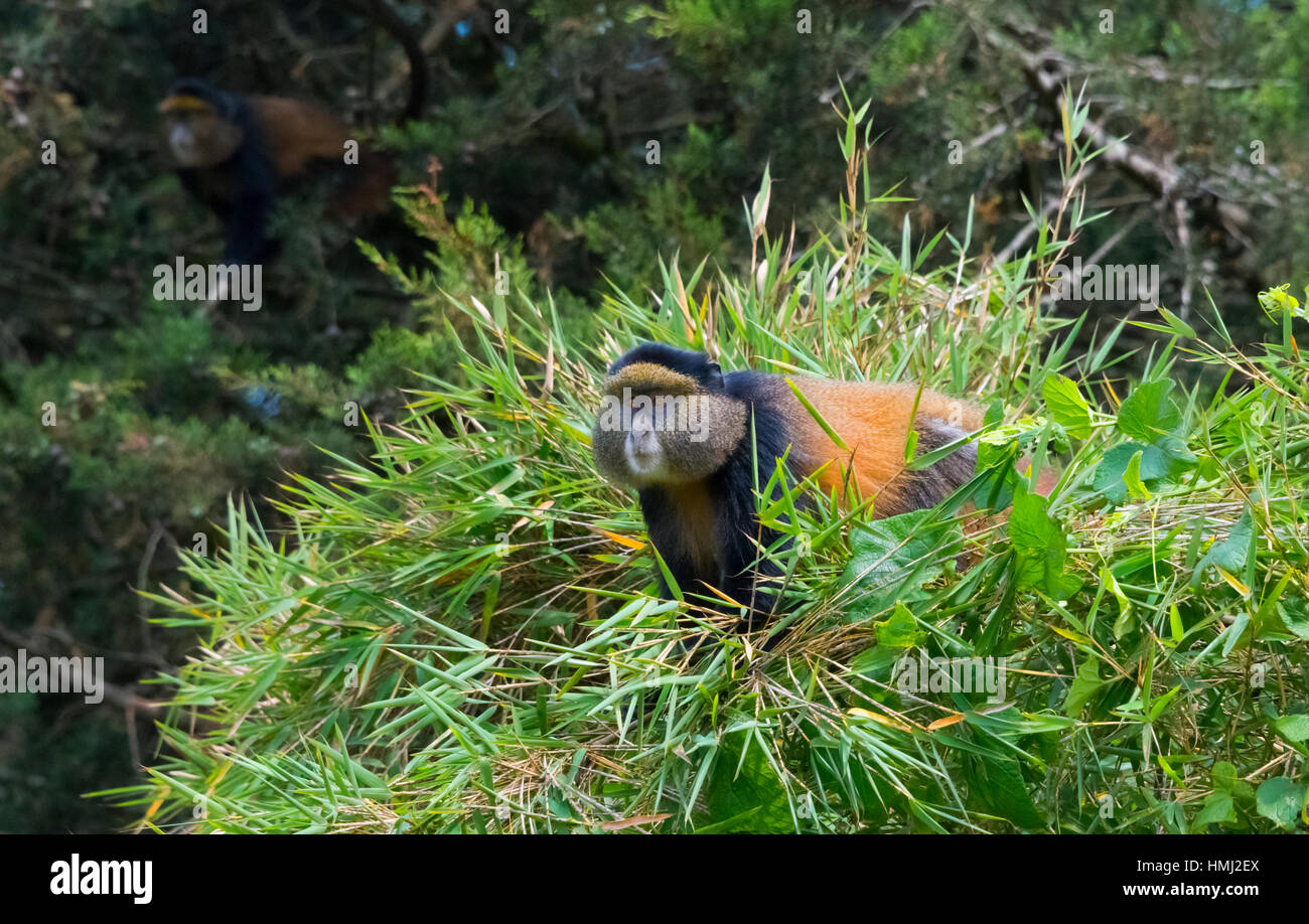 Golden Monkey (Cercopithecus Mitis Kandti) in the bamboo forest, Parc ...
