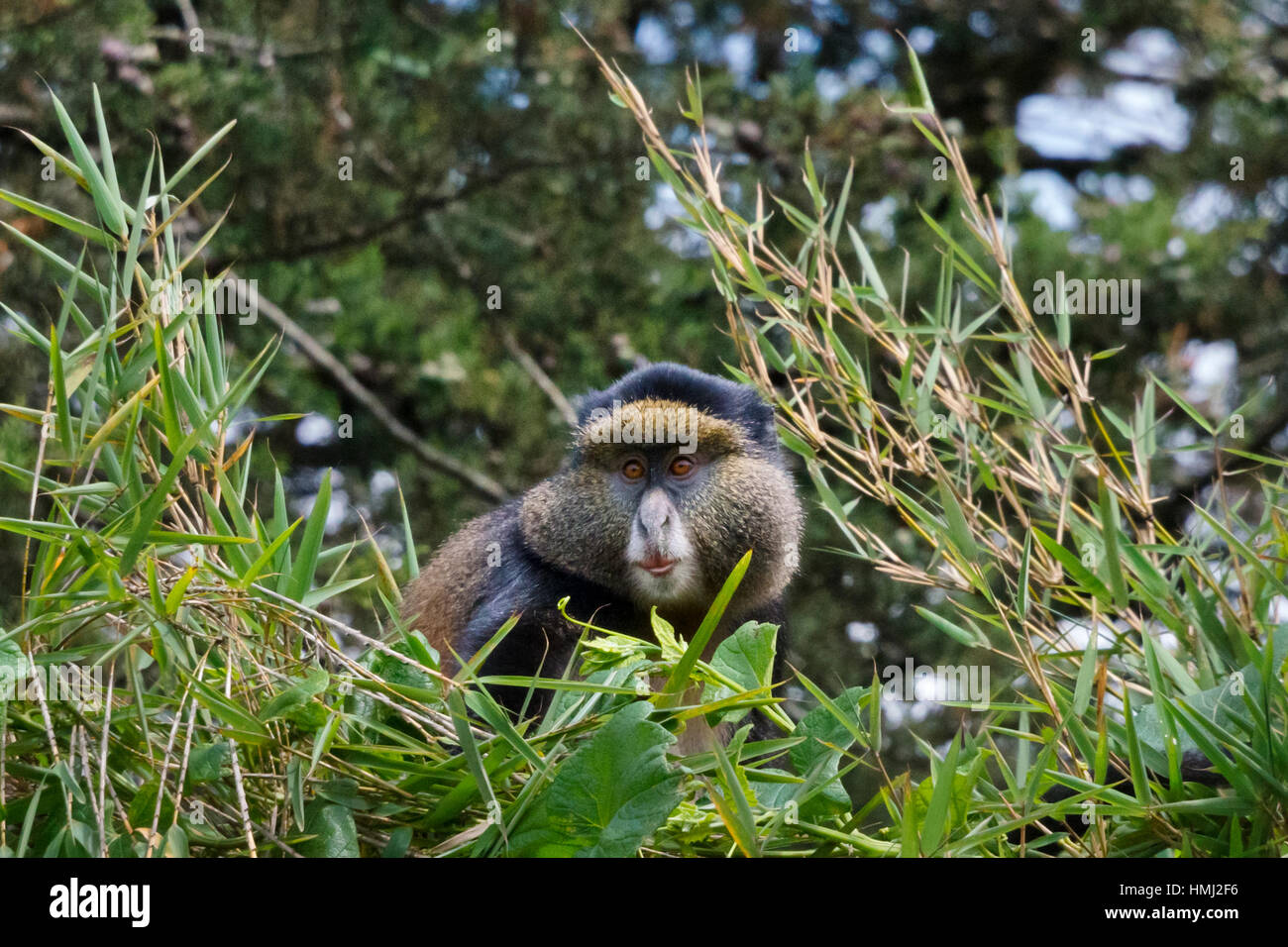 Golden Monkey (Cercopithecus Mitis Kandti) in the bamboo forest, Parc ...