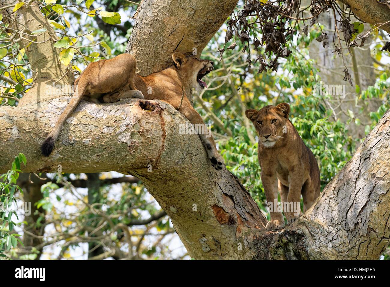 Lion cub climbing tree hi-res stock photography and images - Alamy