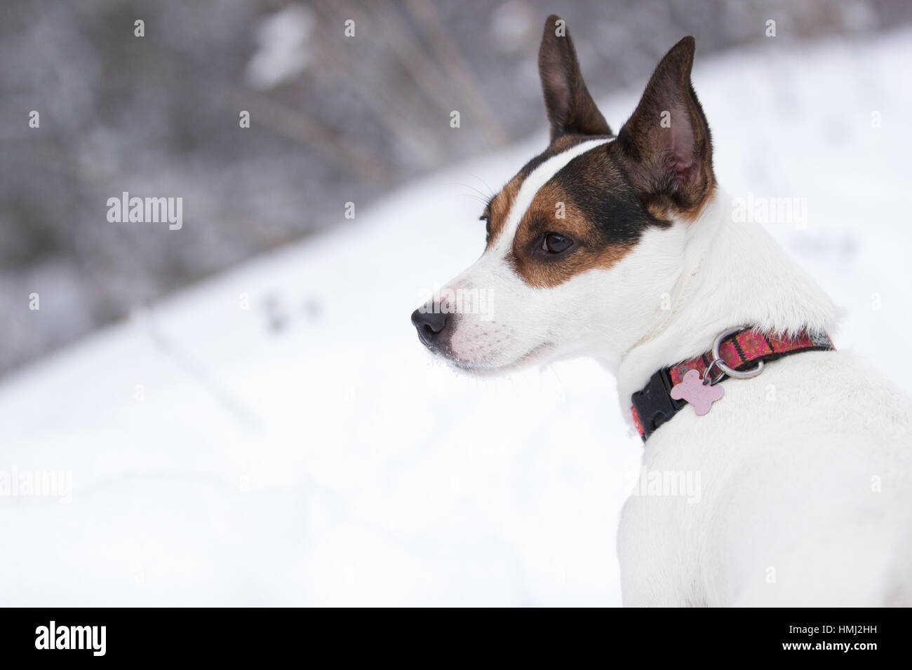 Side profile of a young Jack Russell Terrier dog outdoors in the snow ...