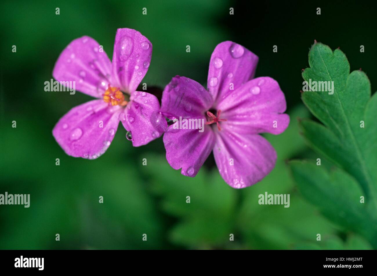 Common geranium hi-res stock photography and images - Alamy