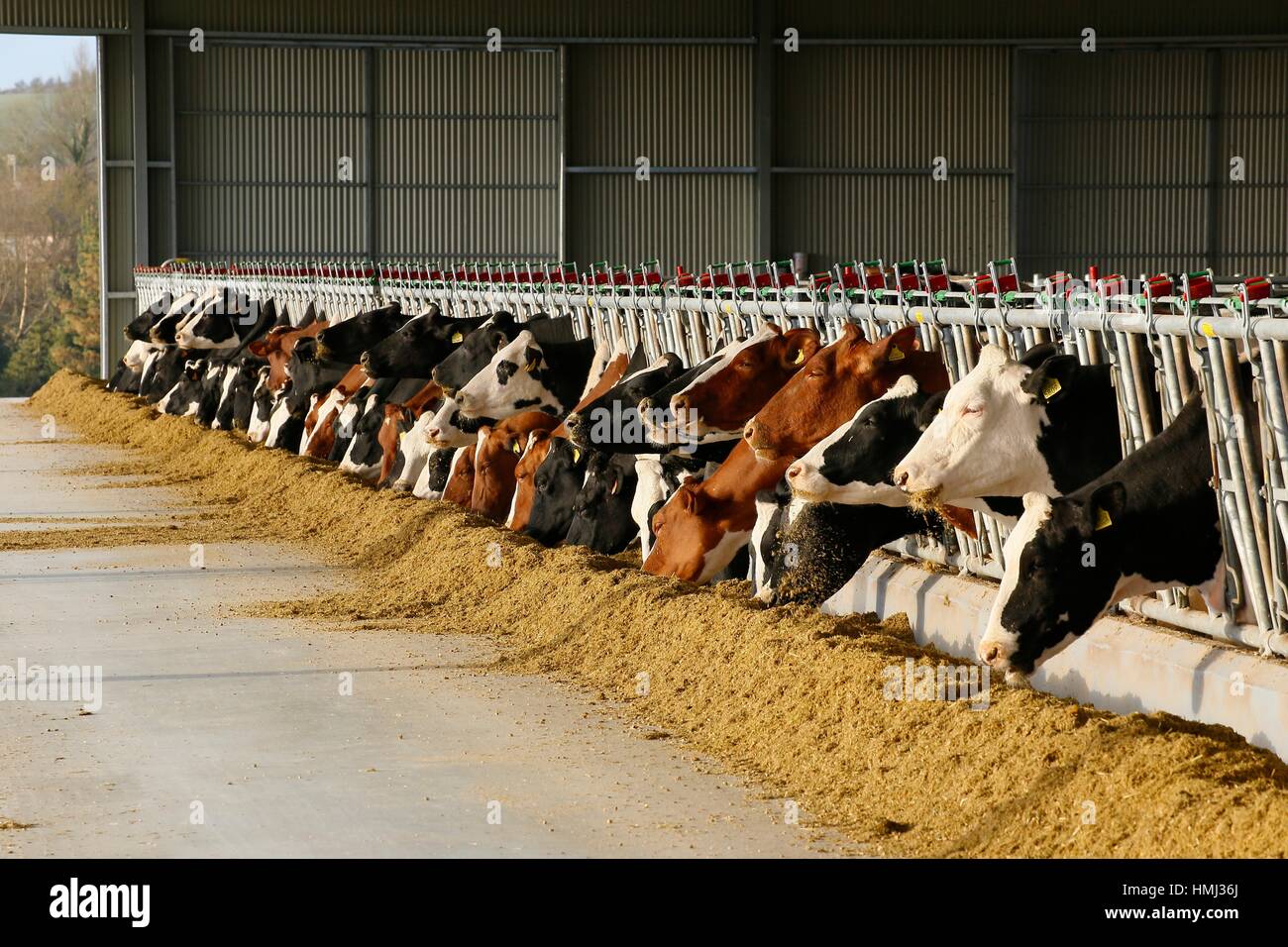 Cows in galicia hi-res stock photography and images - Alamy