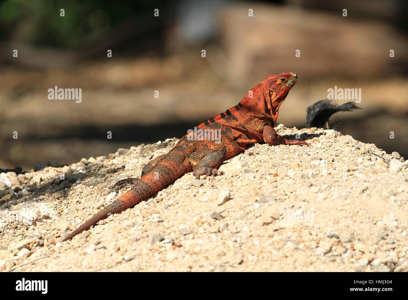 Garrobo hi-res stock photography and images - Alamy
