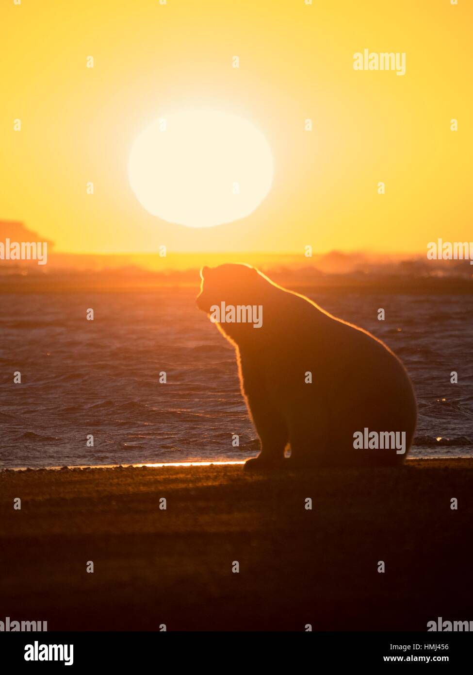 Global warming polar bear sunset hi-res stock photography and images ...