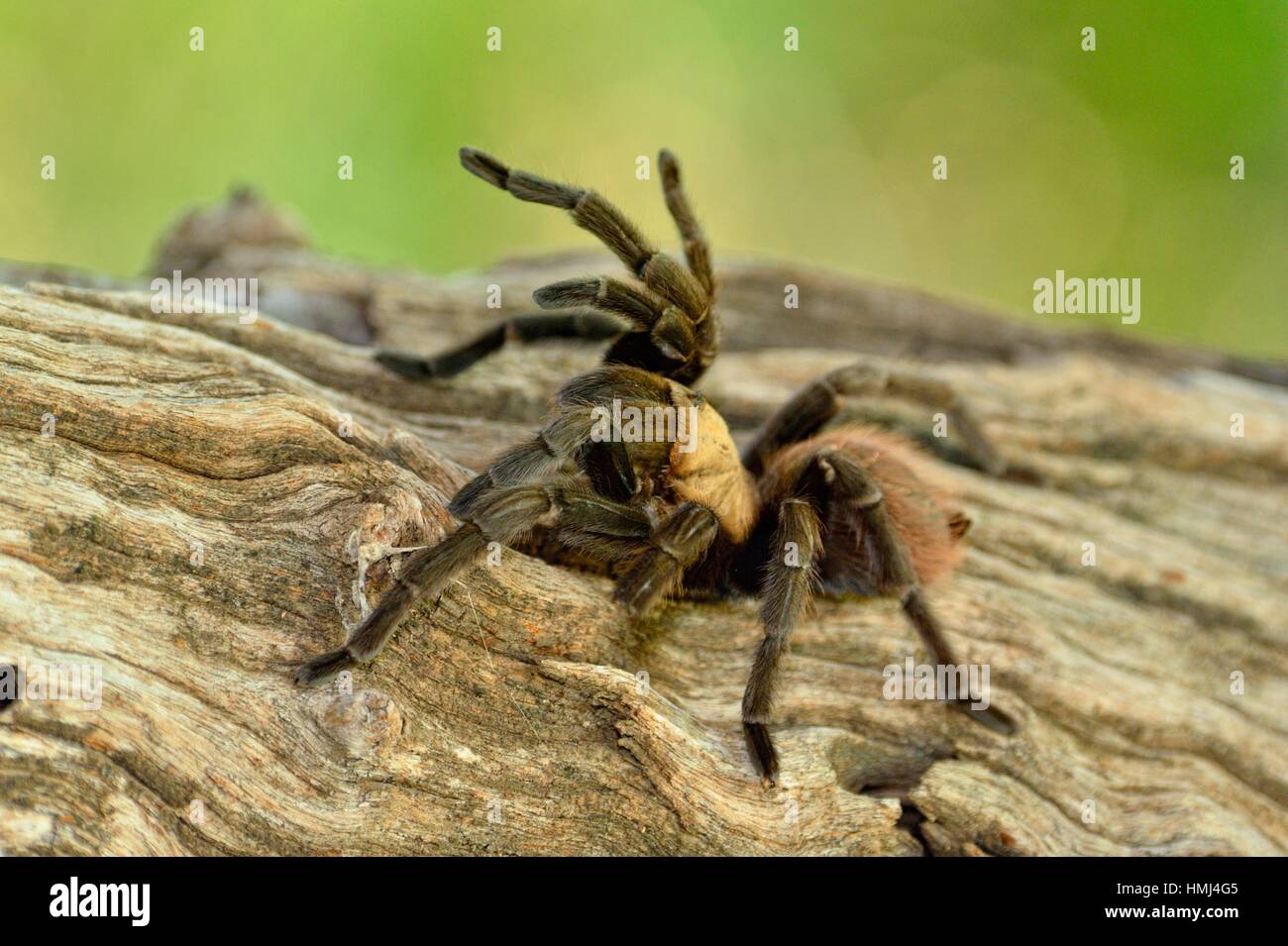 Texas brown tarantula aphonopelma hentzi hi-res stock photography and ...