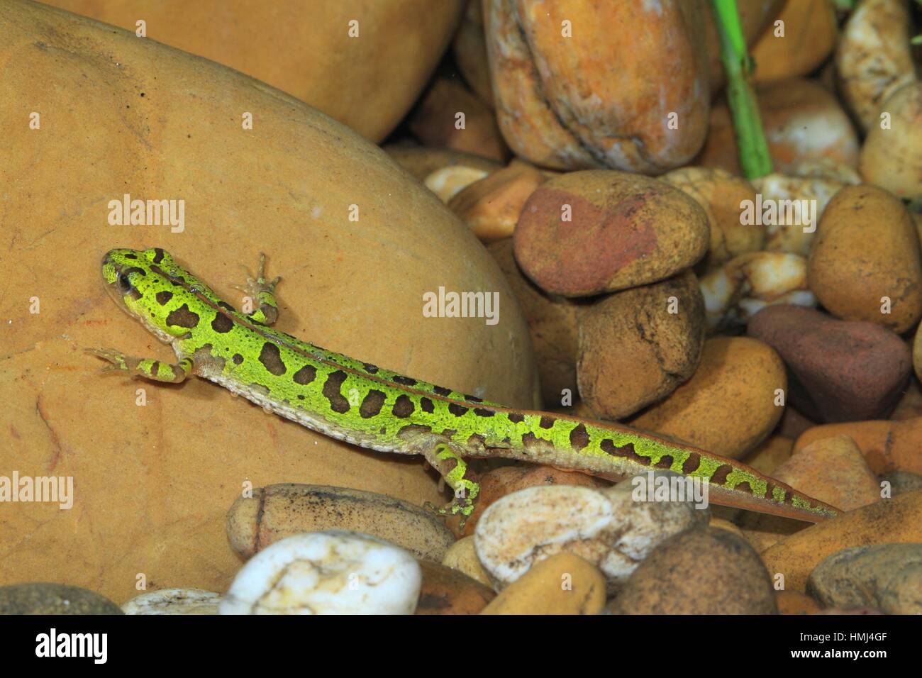 Triturus Pygmaeus High Resolution Stock Photography and Images - Alamy