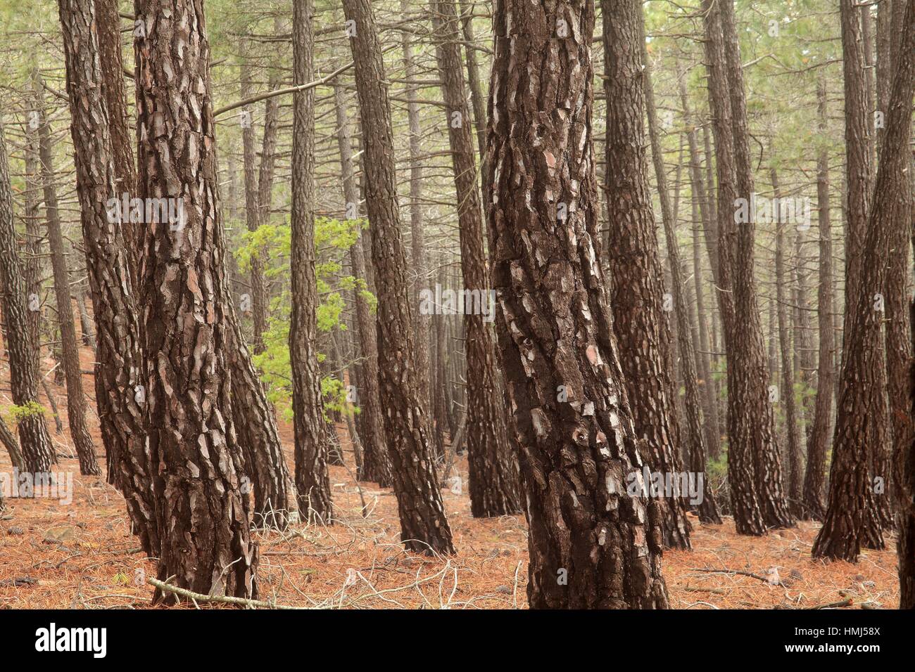 Pine forest (Pinus pinaster) in Pina de Montalgrao. Alto Palancia ...