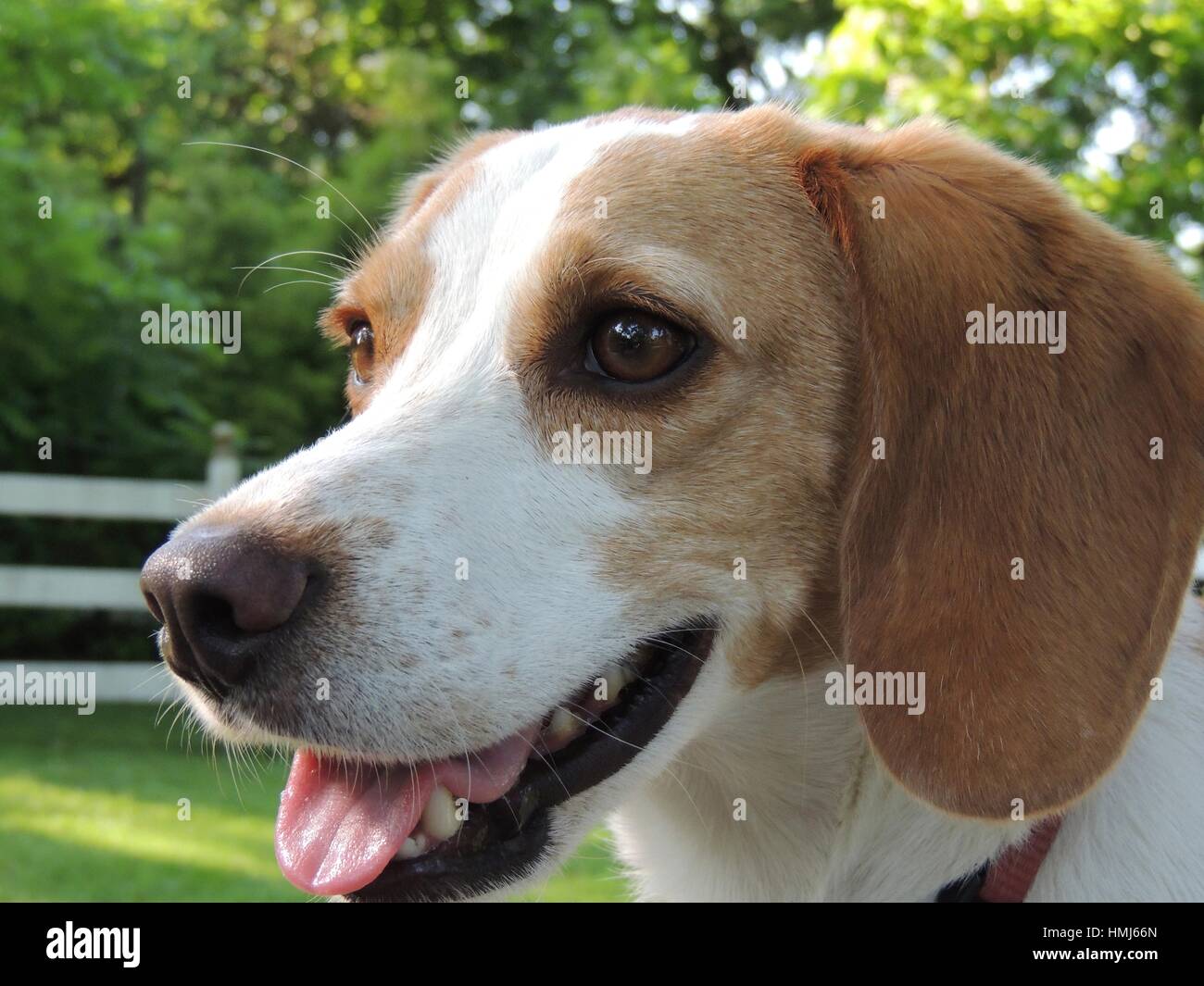 Lemon beagle hi-res stock photography and images - Alamy
