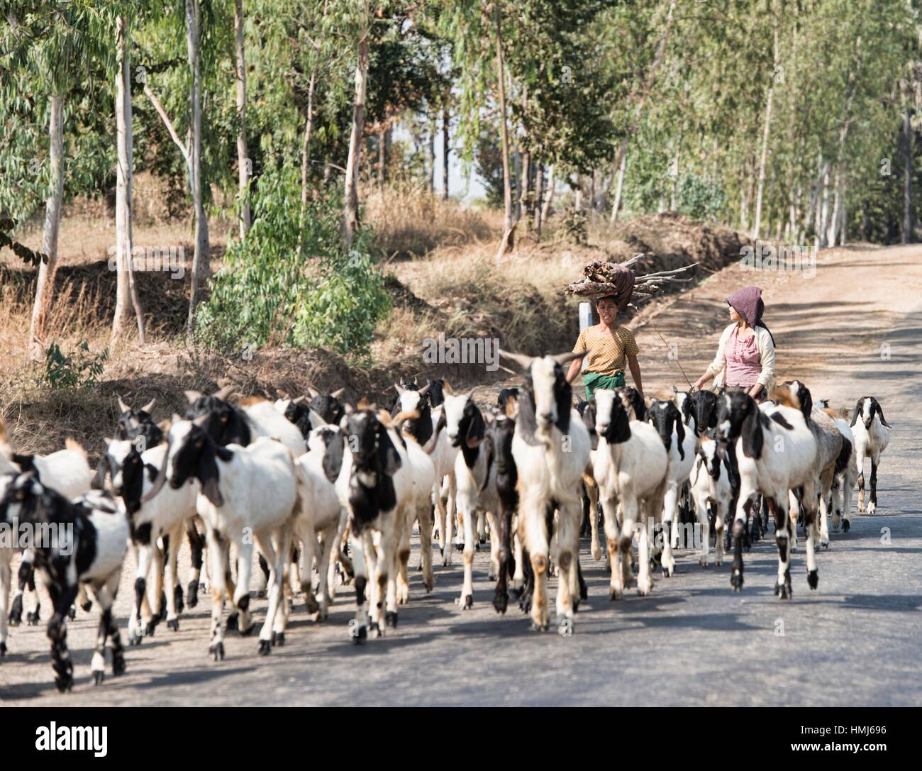 Burmese goat hi-res stock photography and images - Alamy