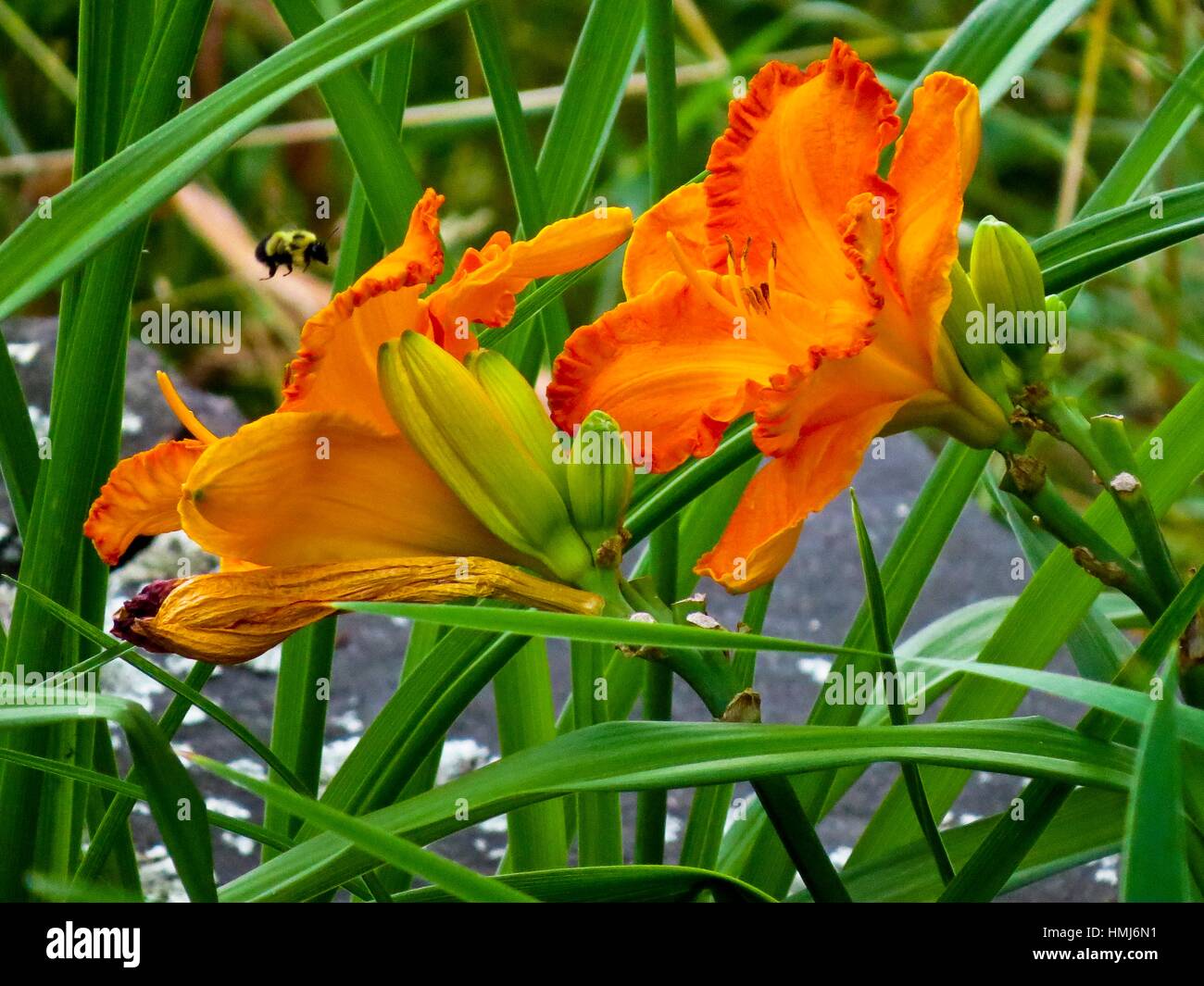 Liliaceae tribe hi-res stock photography and images - Alamy
