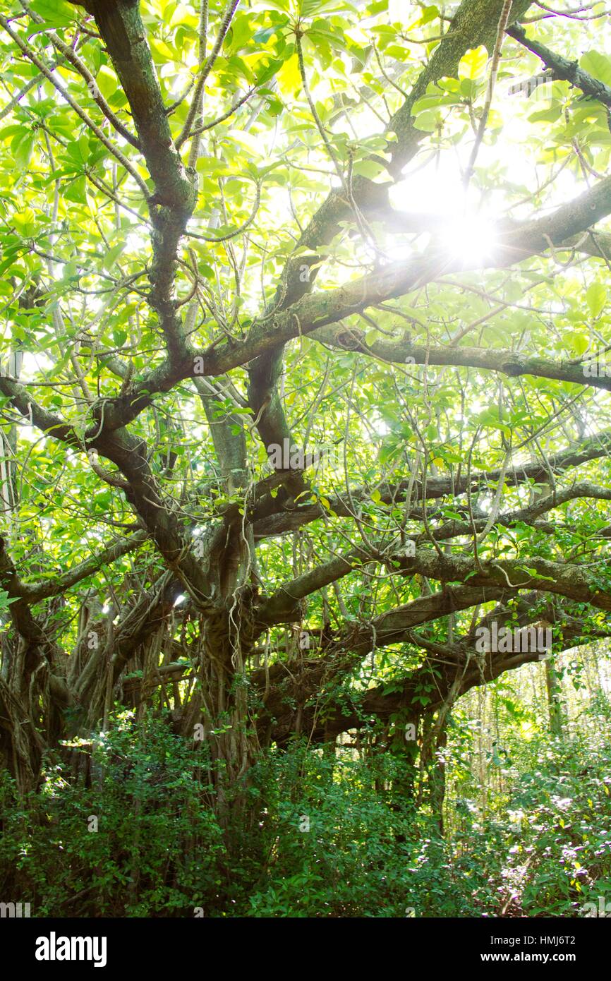 Birch figs hi-res stock photography and images - Alamy