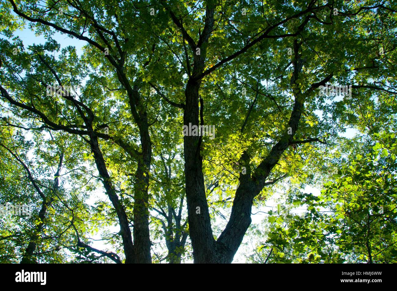 Swamp oak tree hi-res stock photography and images - Alamy
