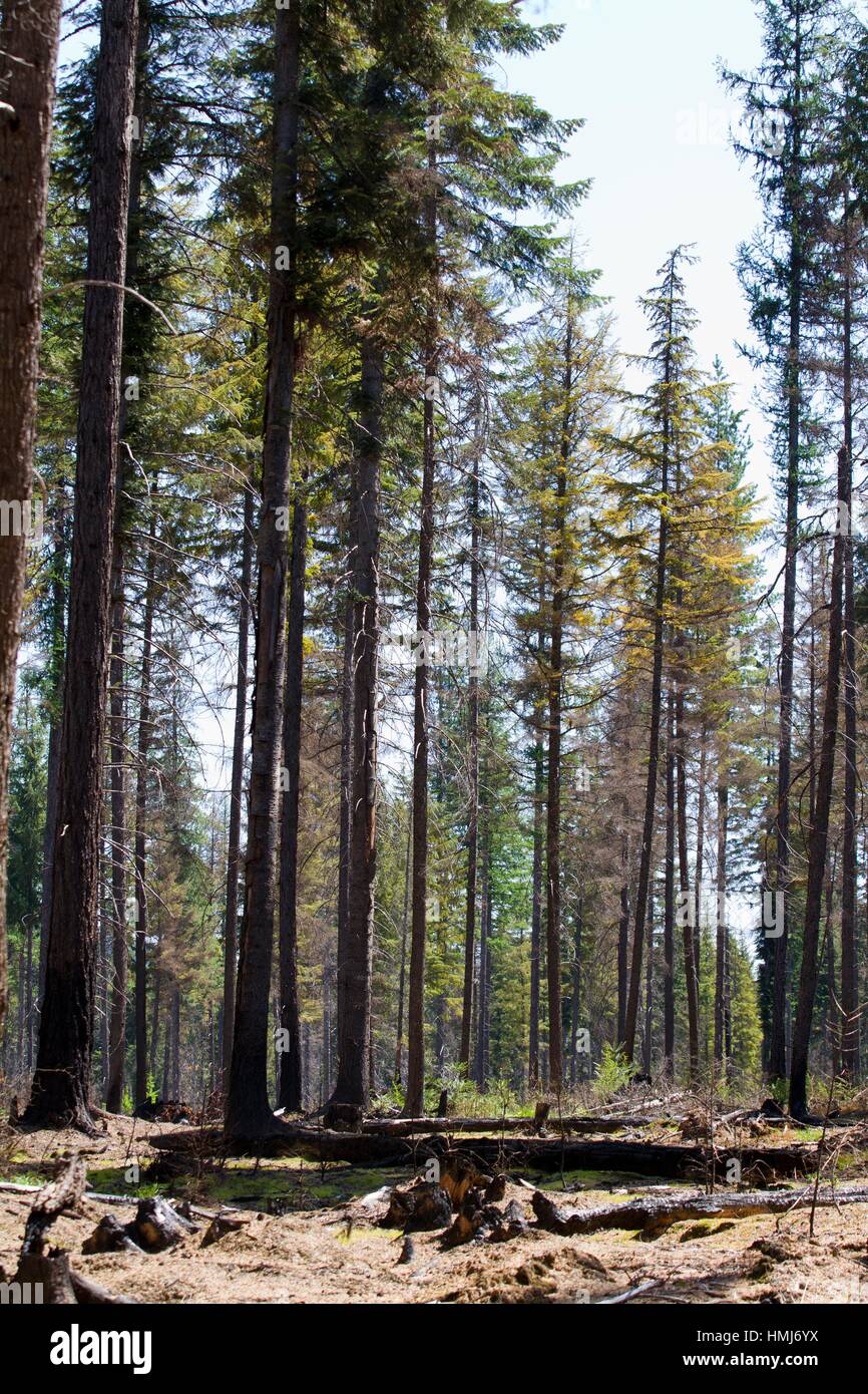 Coeur dalene national forest hi-res stock photography and images - Alamy
