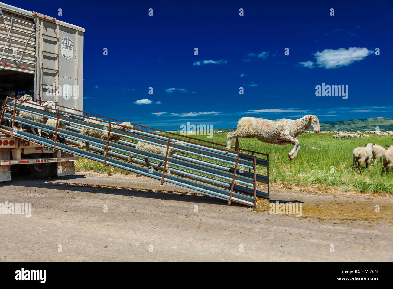 July 17, 2016 - Sheep ranchers unload sheep on Hastings Mesa near ...