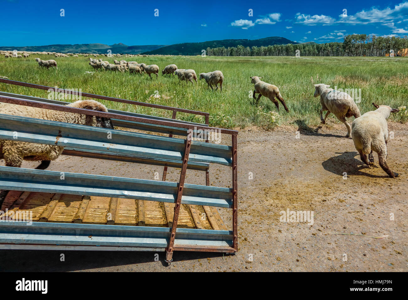 July 17, 2016 - Sheep ranchers unload sheep on Hastings Mesa near ...