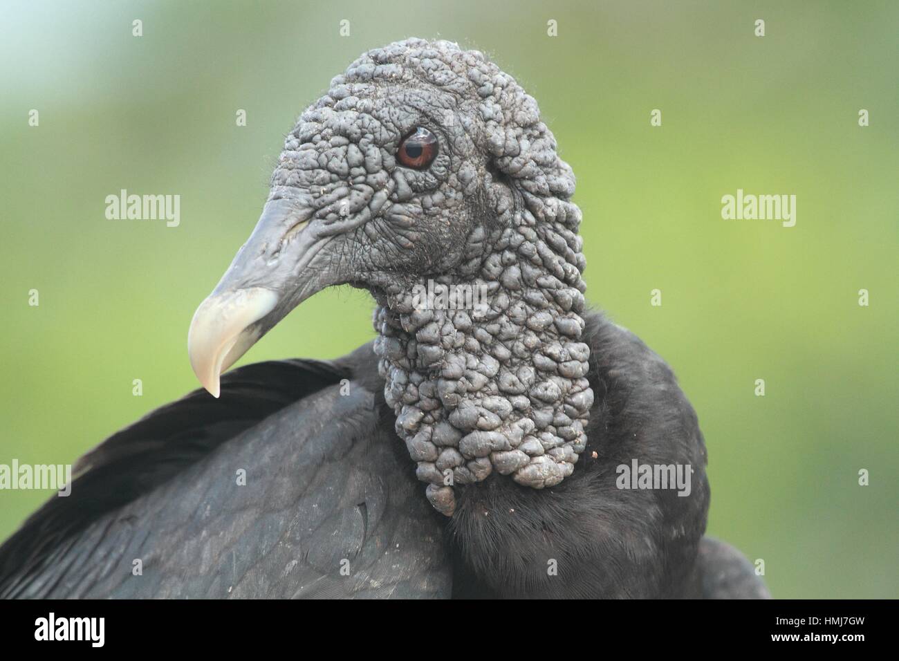 El zopilote hi-res stock photography and images - Alamy