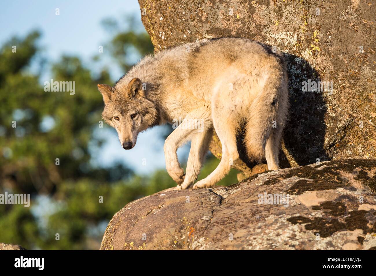 Standing wolf hi-res stock photography and images - Alamy