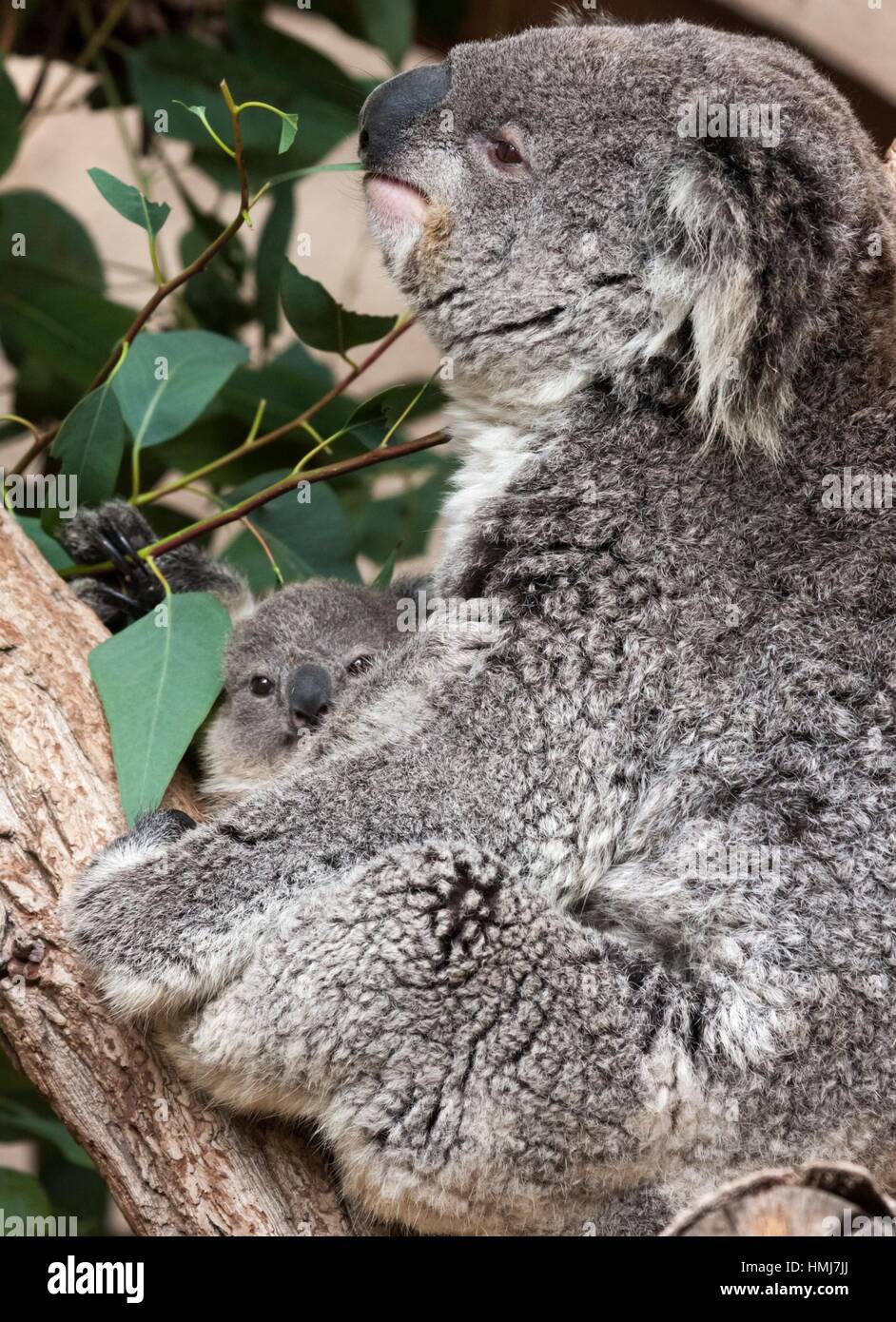 Baby of koala hi-res stock photography and images - Alamy