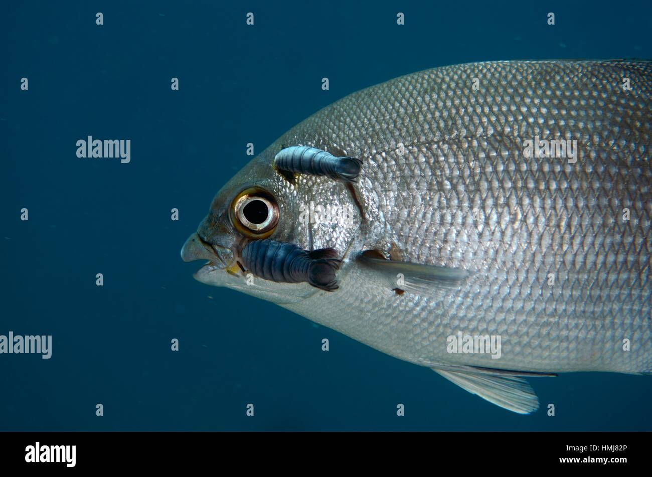 Kyphosus Cinerascens High Resolution Stock Photography and Images - Alamy