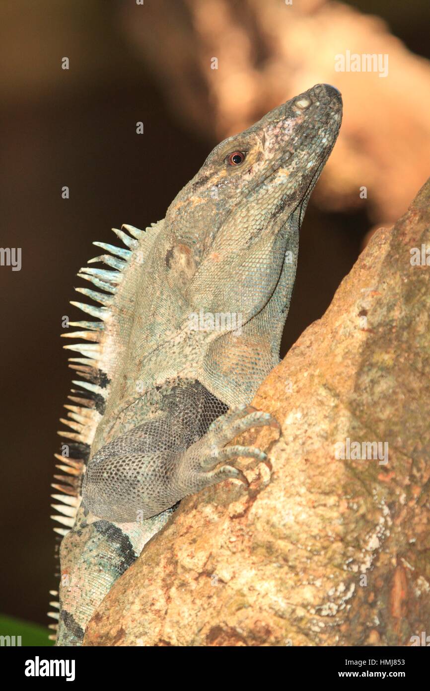 Garrobo hi-res stock photography and images - Alamy