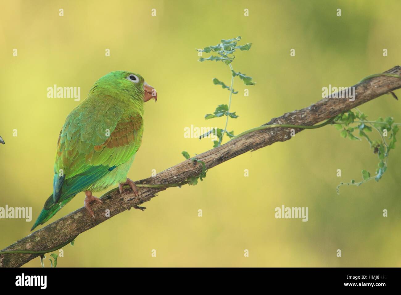 Brotogeris jugularis (Orange-chinned parakeet). Península de Nicoya ...