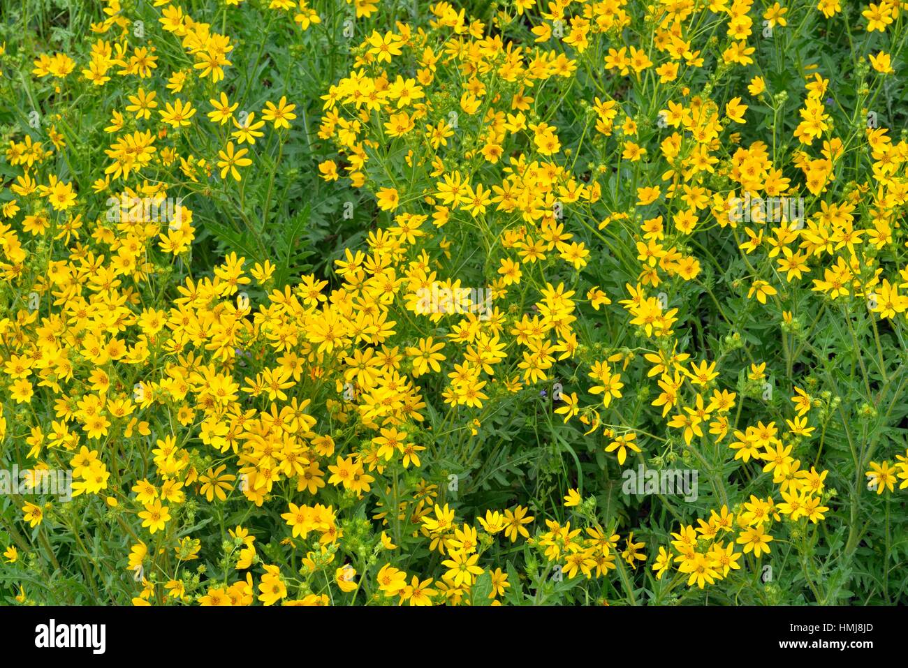 Flowering engelmann daisy hi-res stock photography and images - Alamy