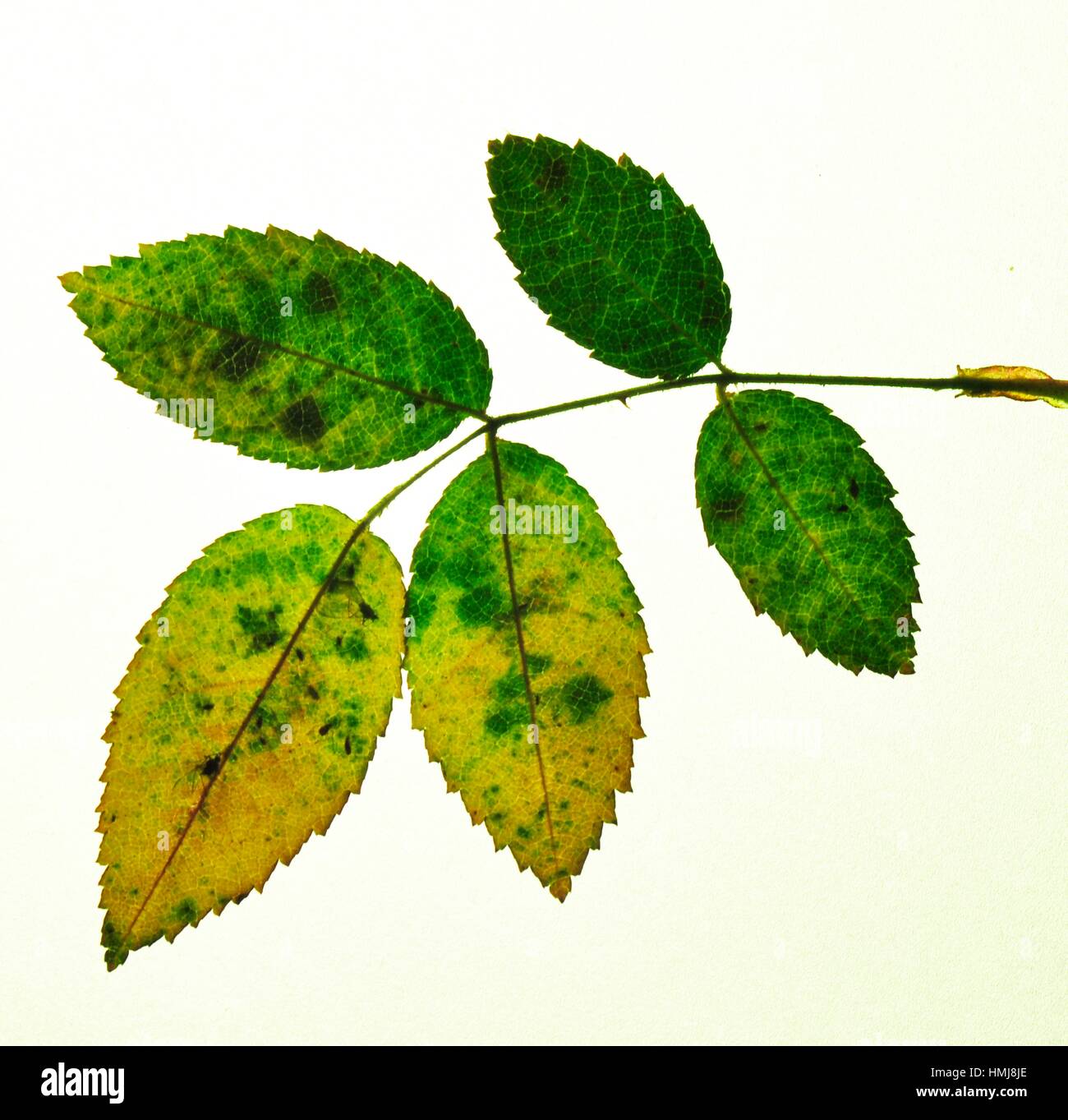 Backlit photographs hi-res stock photography and images - Alamy