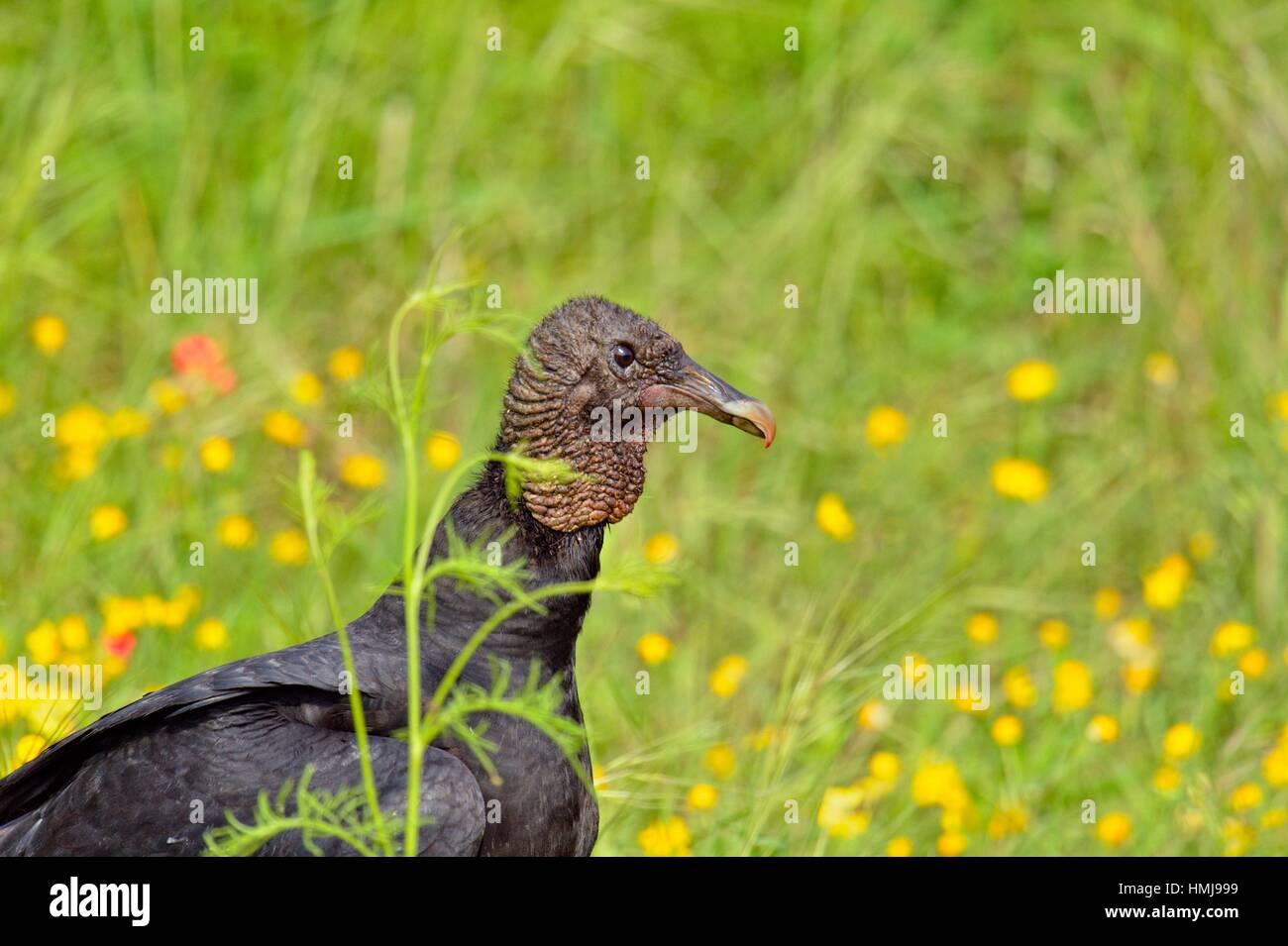 Black vulture (Coragyps atratus) Scavenging roadkill, Spicewood, Texas ...