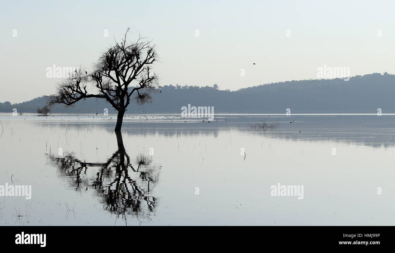 silhouette Tree and Landscape Stock Photo - Alamy